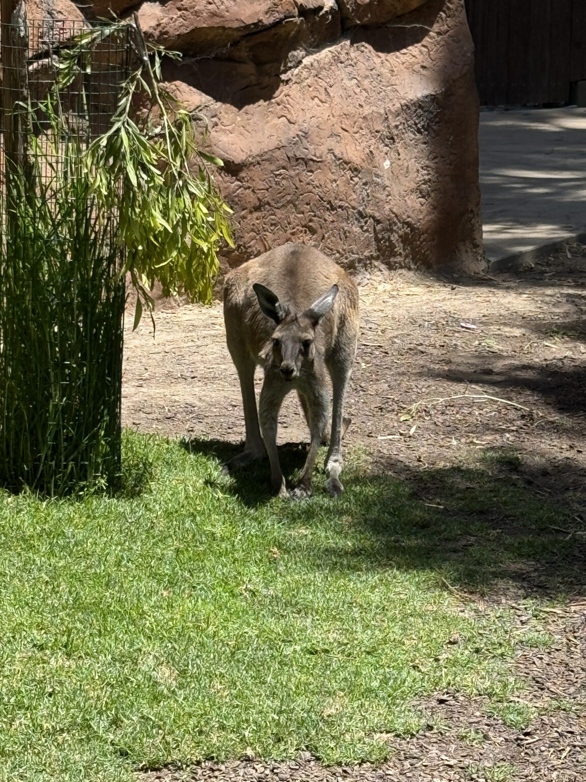 The Santa Barbara Zoo – Lori Ballen